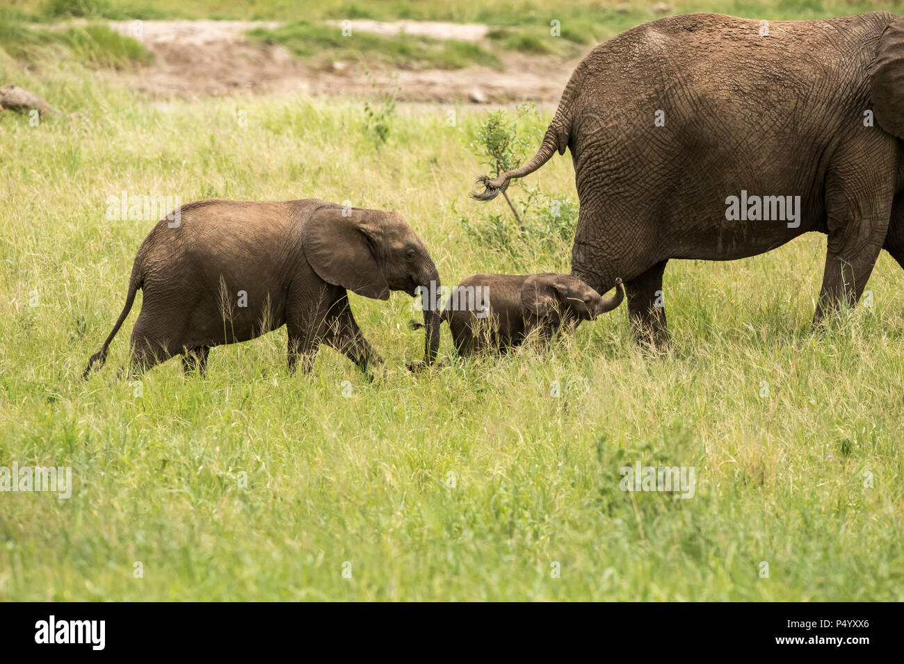 Elephant calf cow feeding hi-res stock photography and images - Alamy