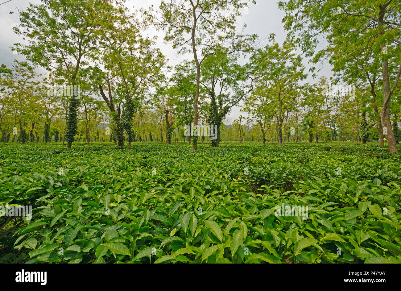 Assam Tea Plantation High Resolution Stock Photography and Images - Alamy