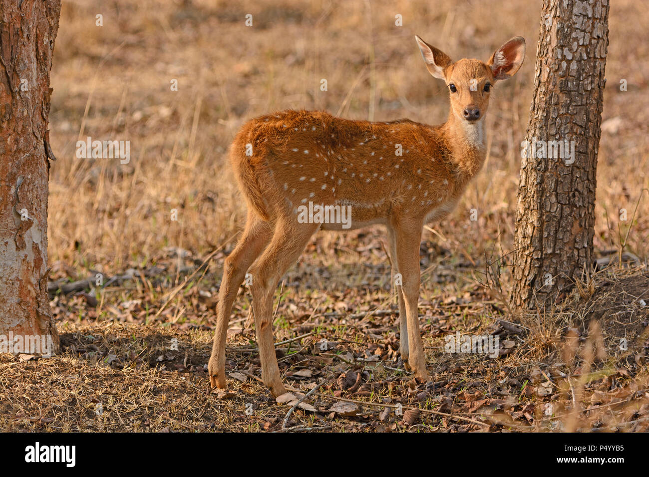 Baby Chital Deer