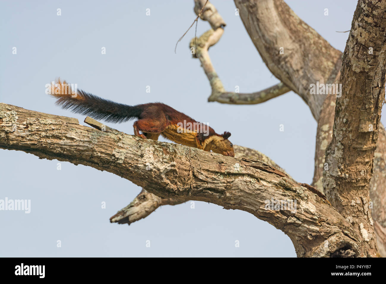 Indian giant squirrel ratufa indica hi-res stock photography and images ...