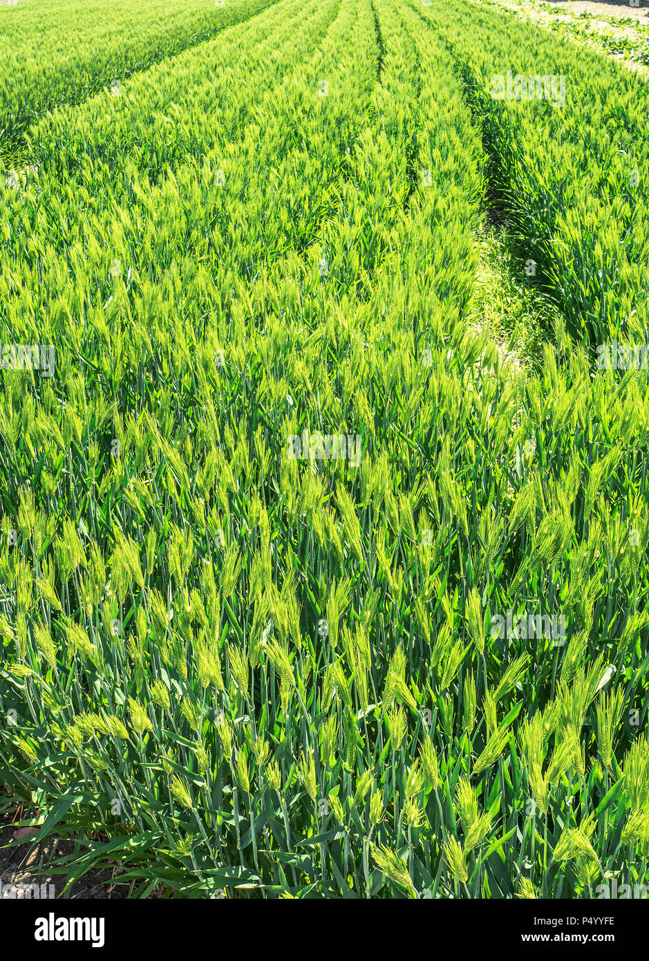 Rice farming season hi-res stock photography and images - Alamy