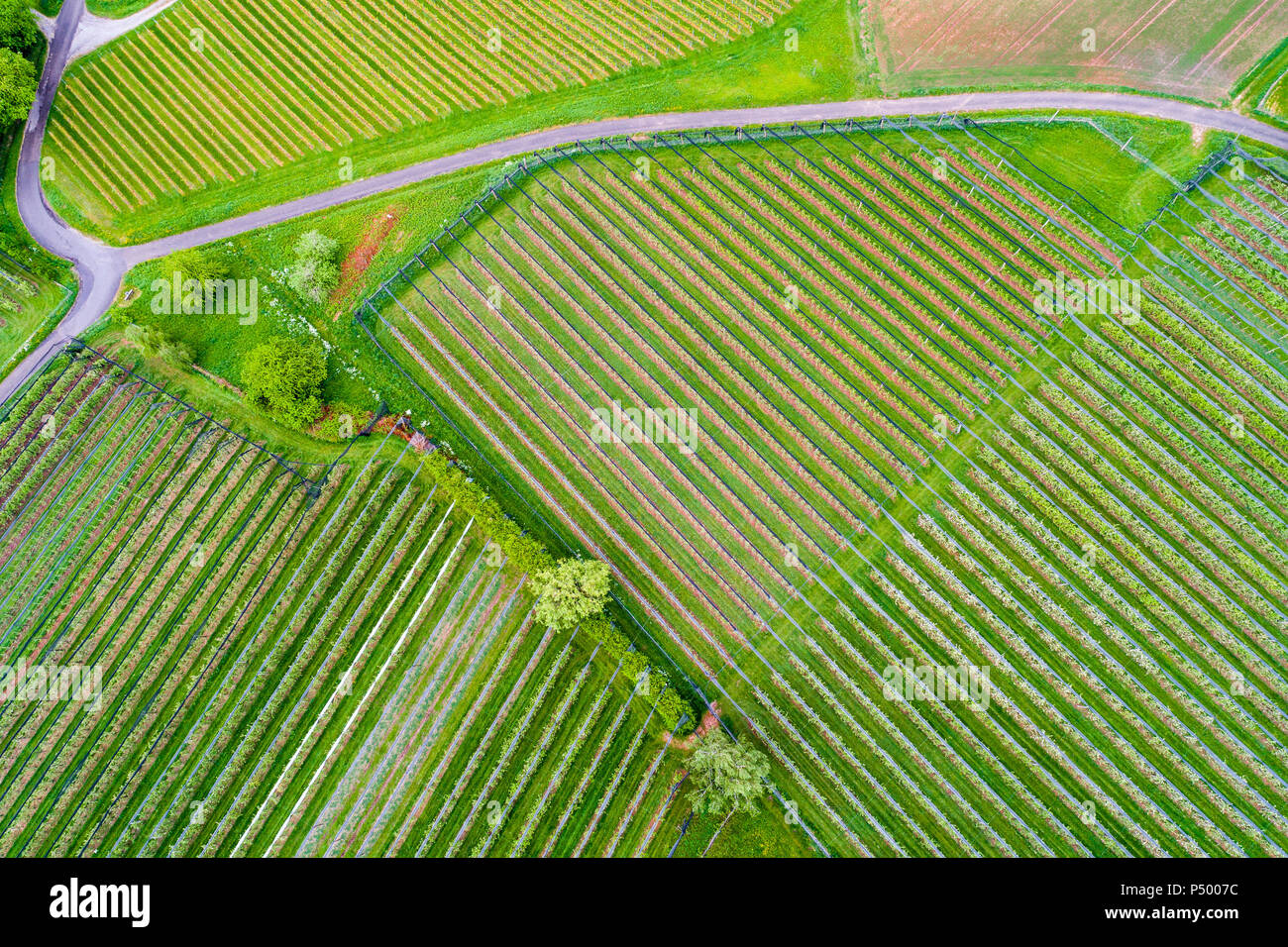 Plantation of trees hi-res stock photography and images - Alamy