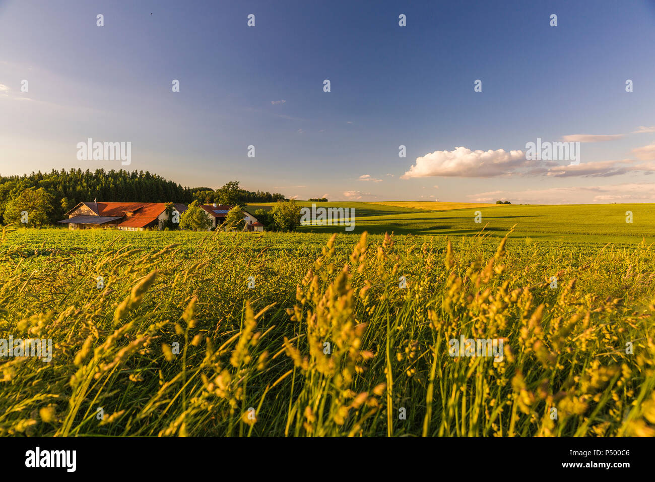 Austria, Innviertel, field Stock Photo - Alamy