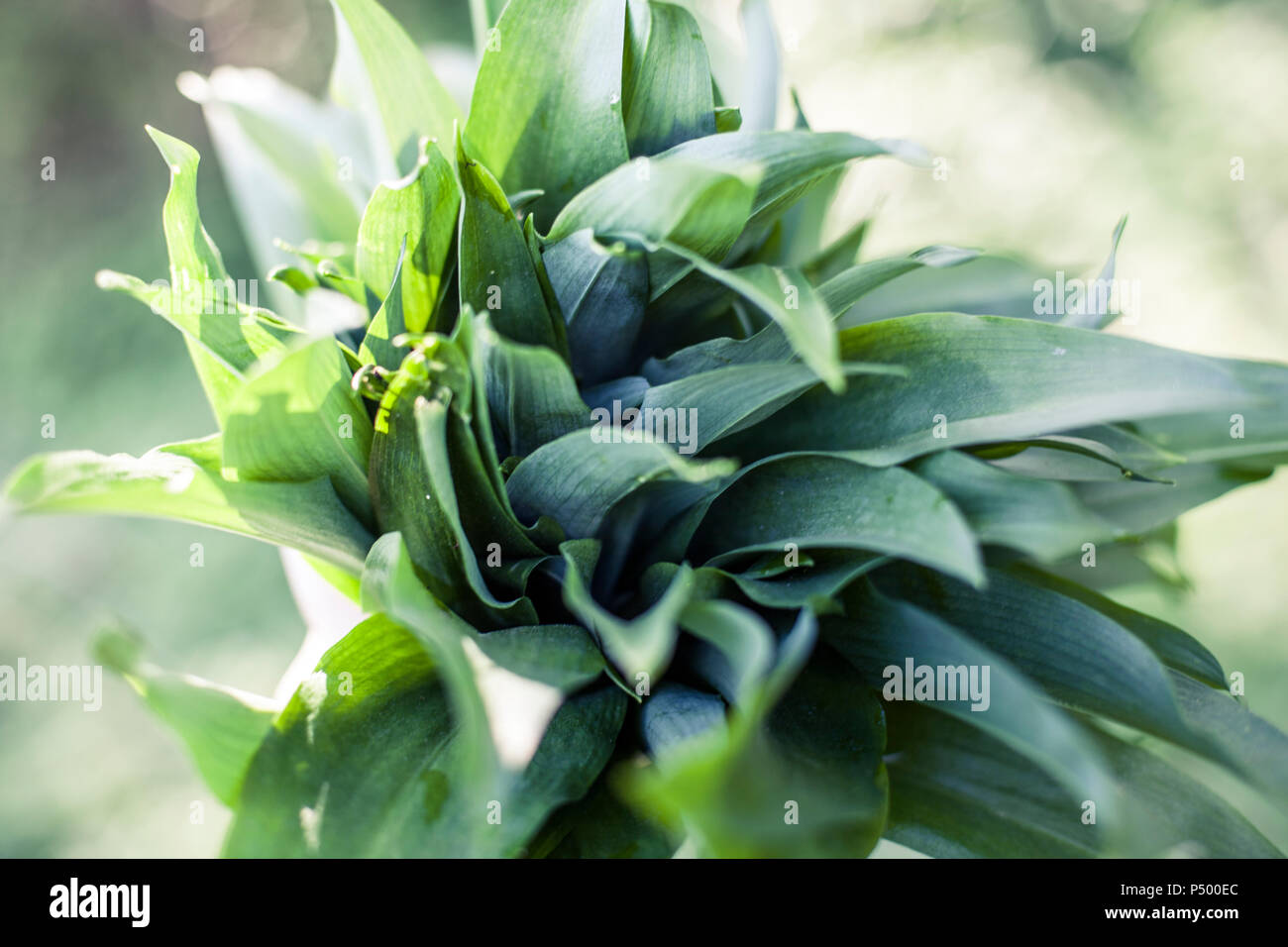 Ramson hi-res stock photography and images - Alamy