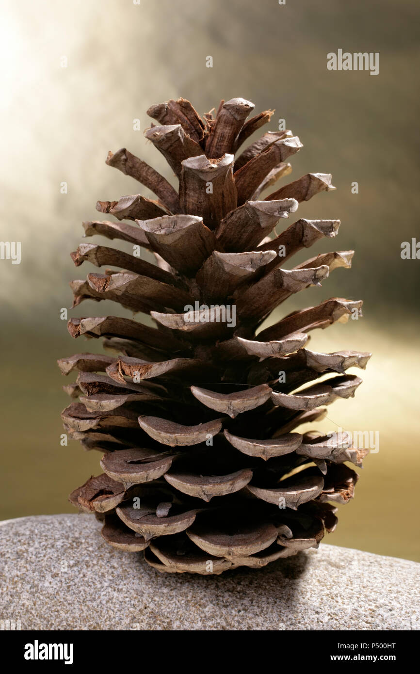 an image of a pine cone Stock Photo - Alamy