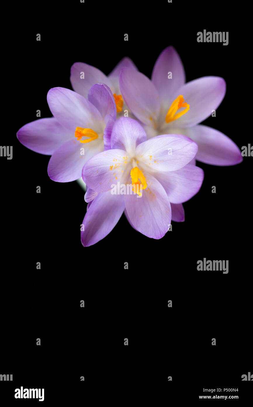 Crocus in front of black background Stock Photo - Alamy