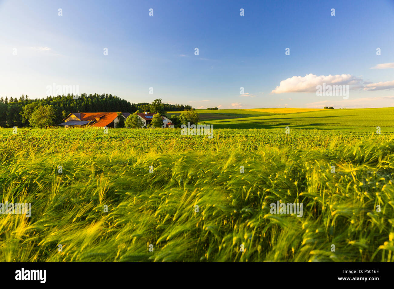 Austria, Innviertel, field Stock Photo - Alamy