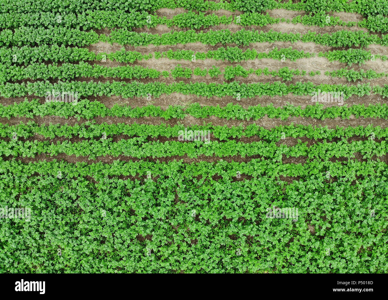 potato field aerial view from drone Stock Photo - Alamy