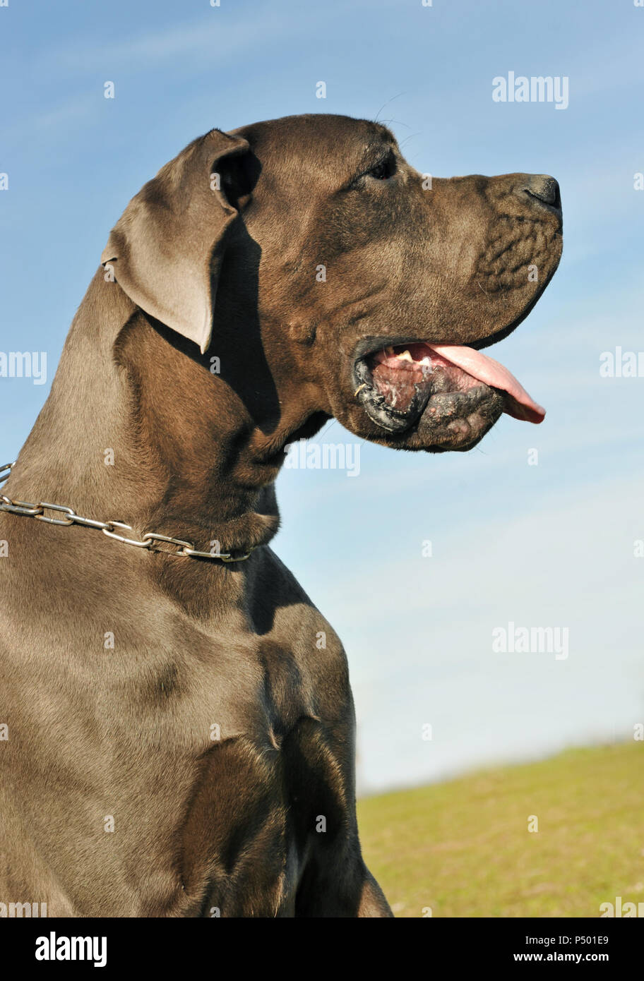 Blue great dane hi-res stock photography and images - Alamy