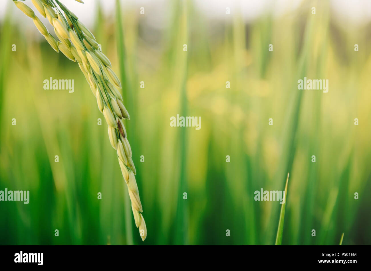 Close up of paddy rice and wallpaper by rice seed in the farm, Organic ...
