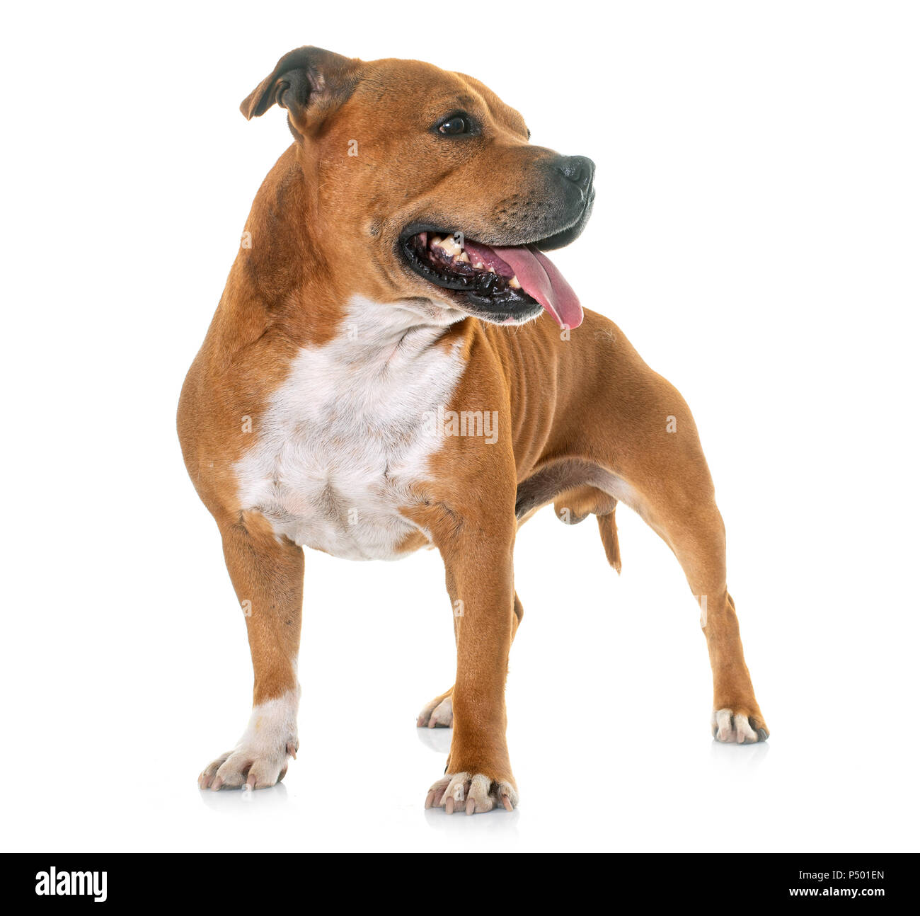 staffordshire bull terrier in front of white background Stock Photo - Alamy