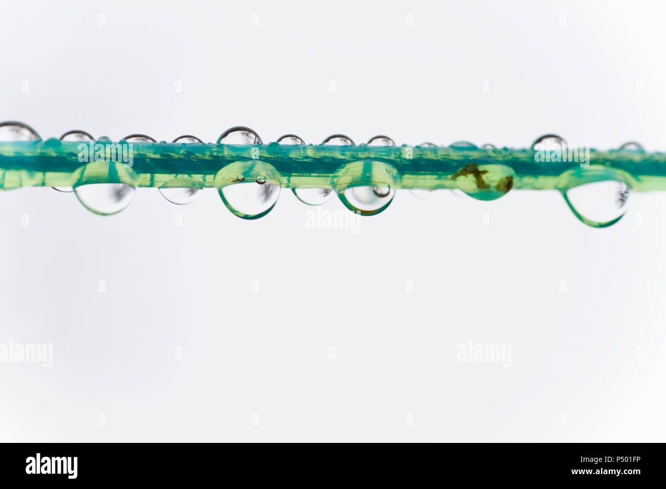 Water drops hanging at stem, close-up Stock Photo - Alamy