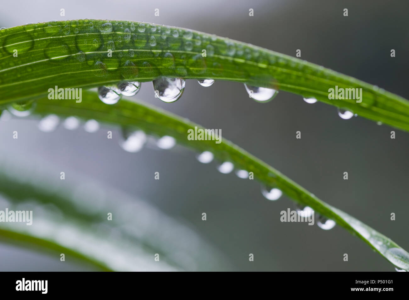 Hanging drops hi-res stock photography and images - Alamy
