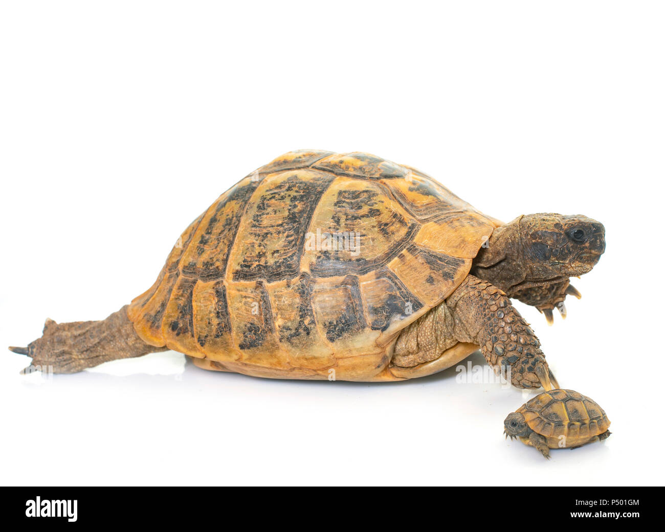 Hermanns Tortoise and baby turtles in studio Stock Photo - Alamy