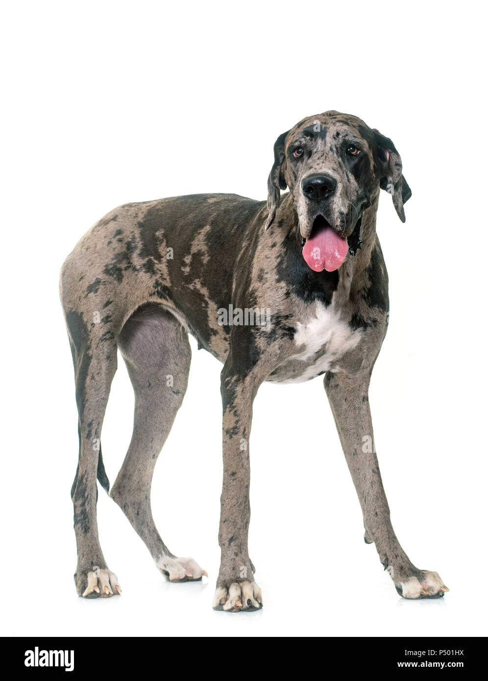Great Dane in front of white background Stock Photo - Alamy