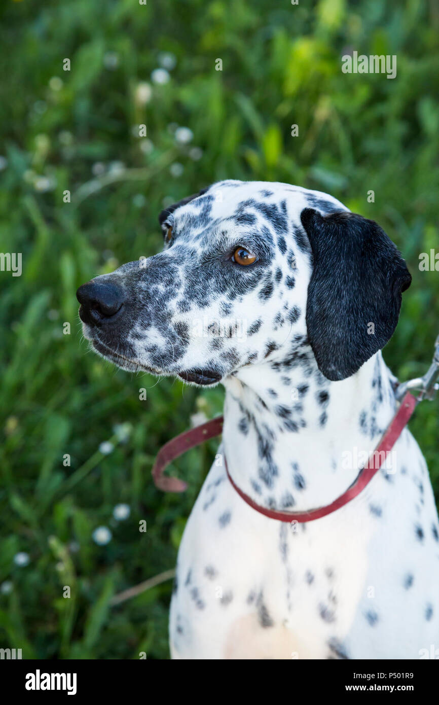 Portrait of Dalmatian Stock Photo - Alamy