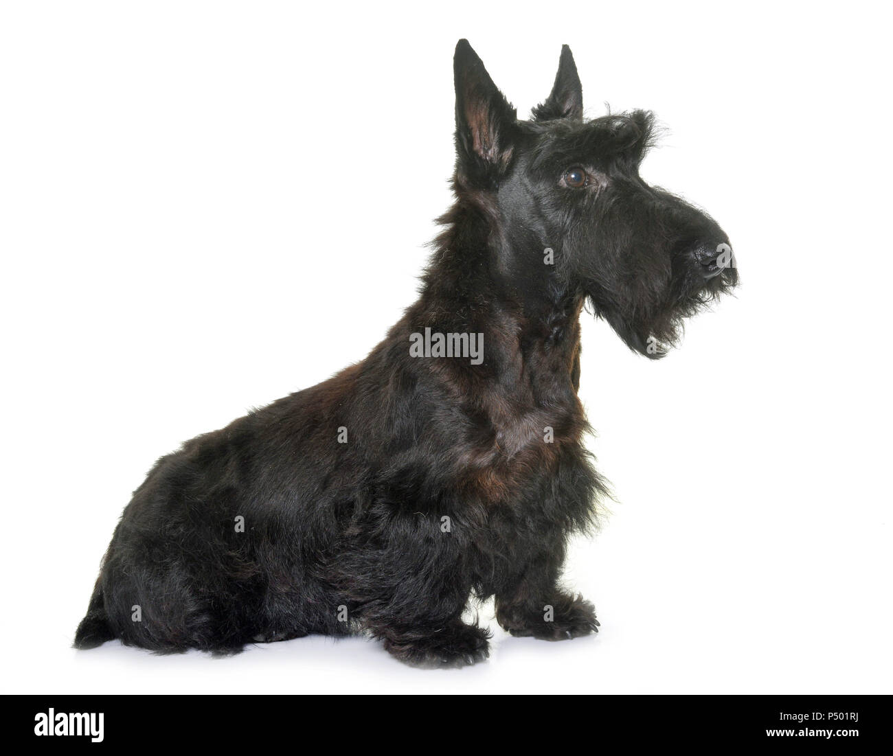 puppy scottish terrier in front of white background Stock Photo - Alamy