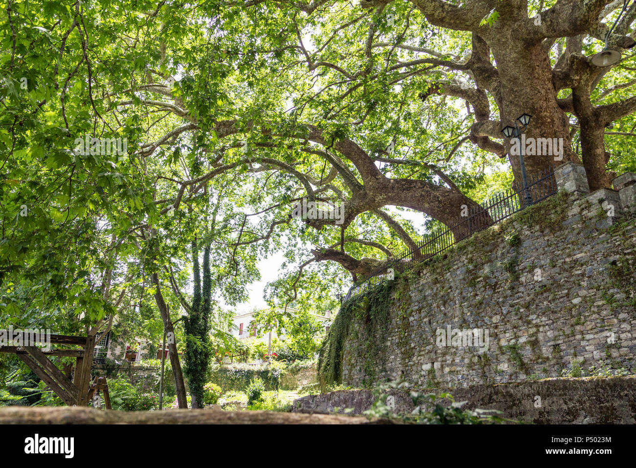 Greece, Pelion, Tsagarada, very old plane trees Stock Photo - Alamy