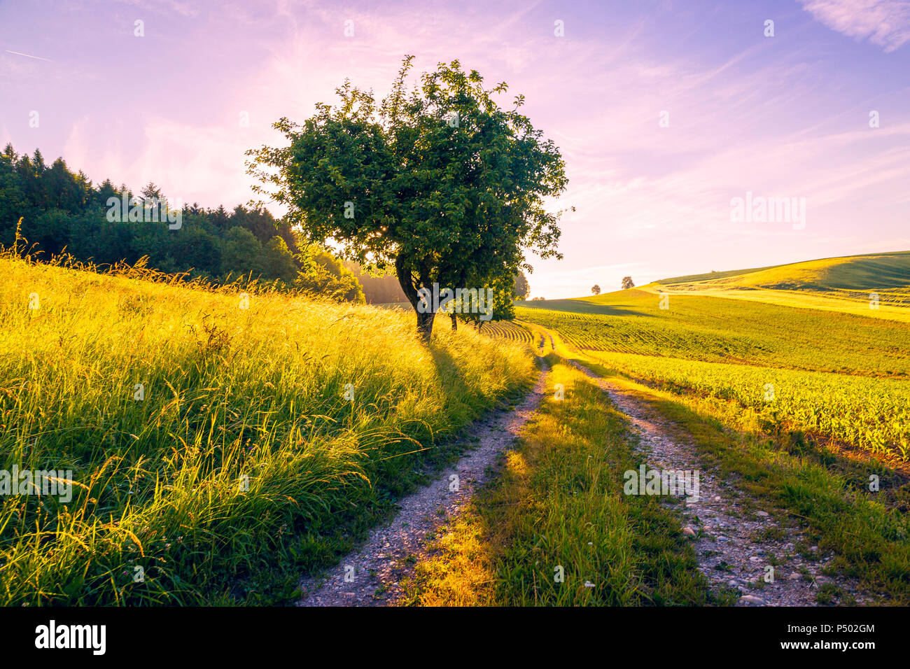 Austria, Innviertel, field and dirt track in the morning Stock Photo ...