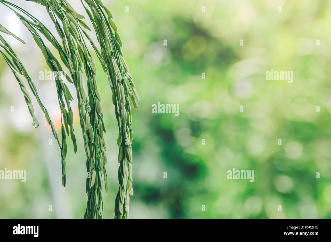 Close up of paddy rice and wallpaper by rice seed in the farm, Organic ...