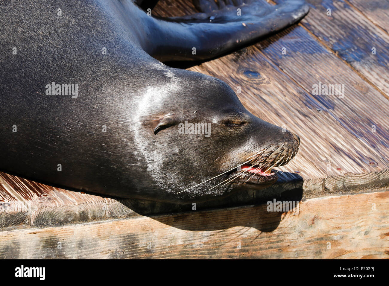 A sea lion lies lazily on a raft and bathes in the sun. Sea Lions at ...