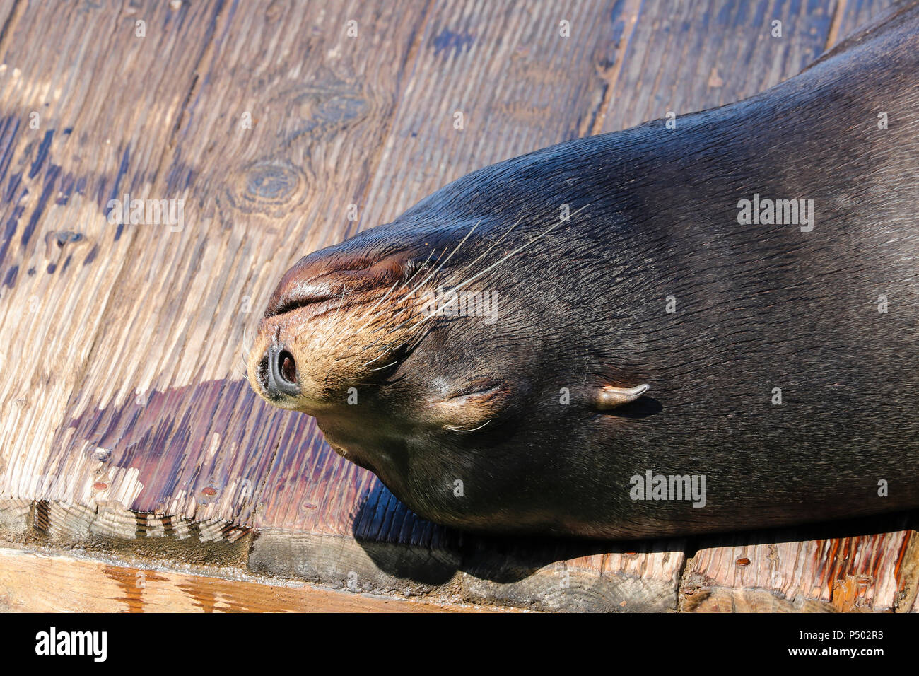 A sea lion lies lazily on a raft and bathes in the sun. Sea Lions at ...