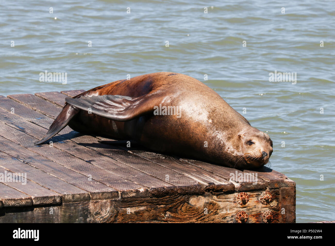 A sea lion lies lazily on a raft and bathes in the sun. Sea Lions at ...