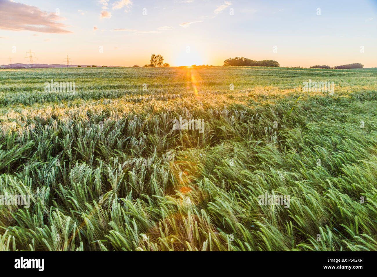 Austria, Innviertel, field against morning sun Stock Photo - Alamy