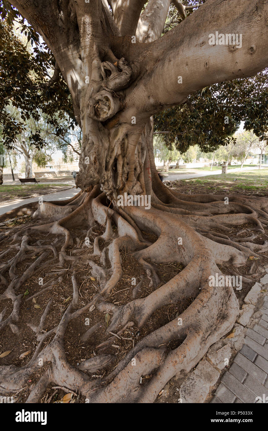 Valencia spain tree hi-res stock photography and images - Alamy