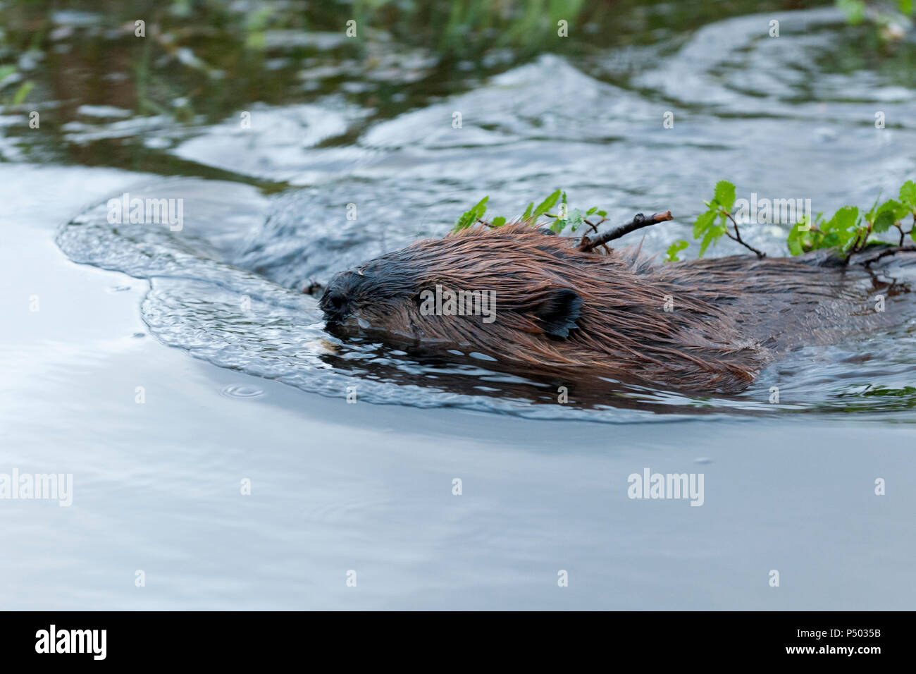Argentinian animal hi-res stock photography and images - Alamy