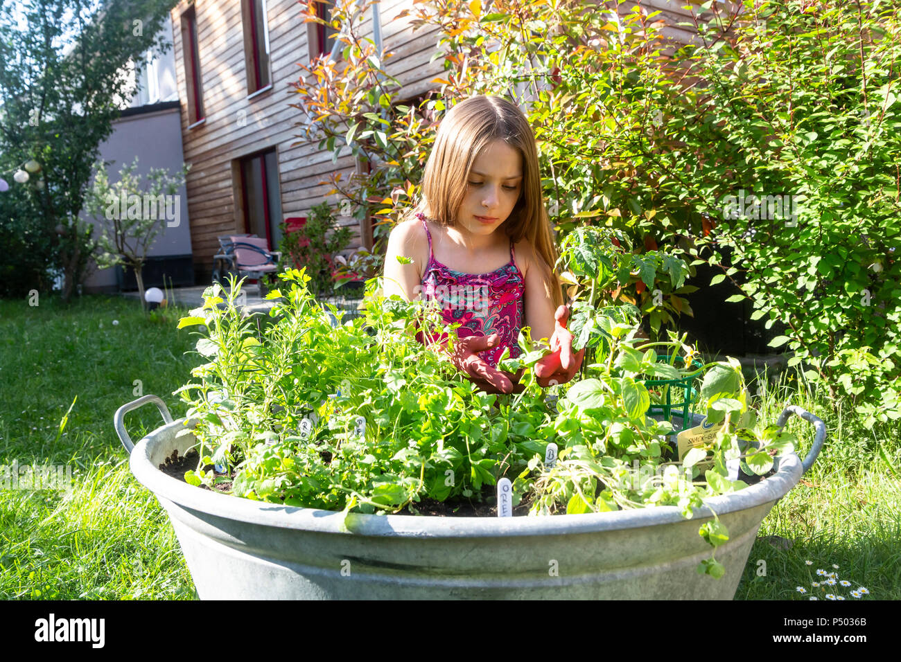 Girl planting herbs in zinc tub in the garden Stock Photo - Alamy