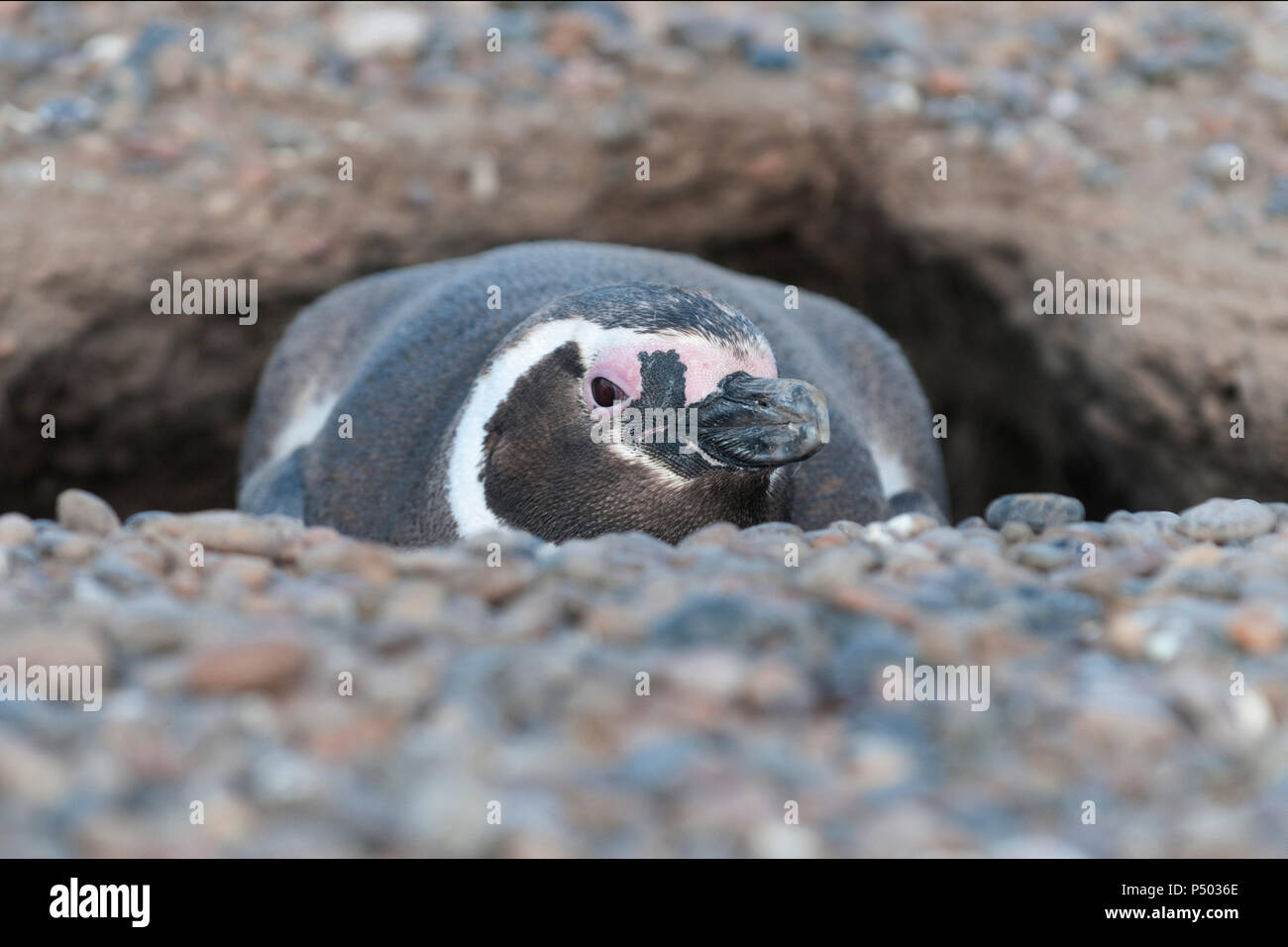 magellanic penguin sitting in burrow looking outwards, punta tomb ...