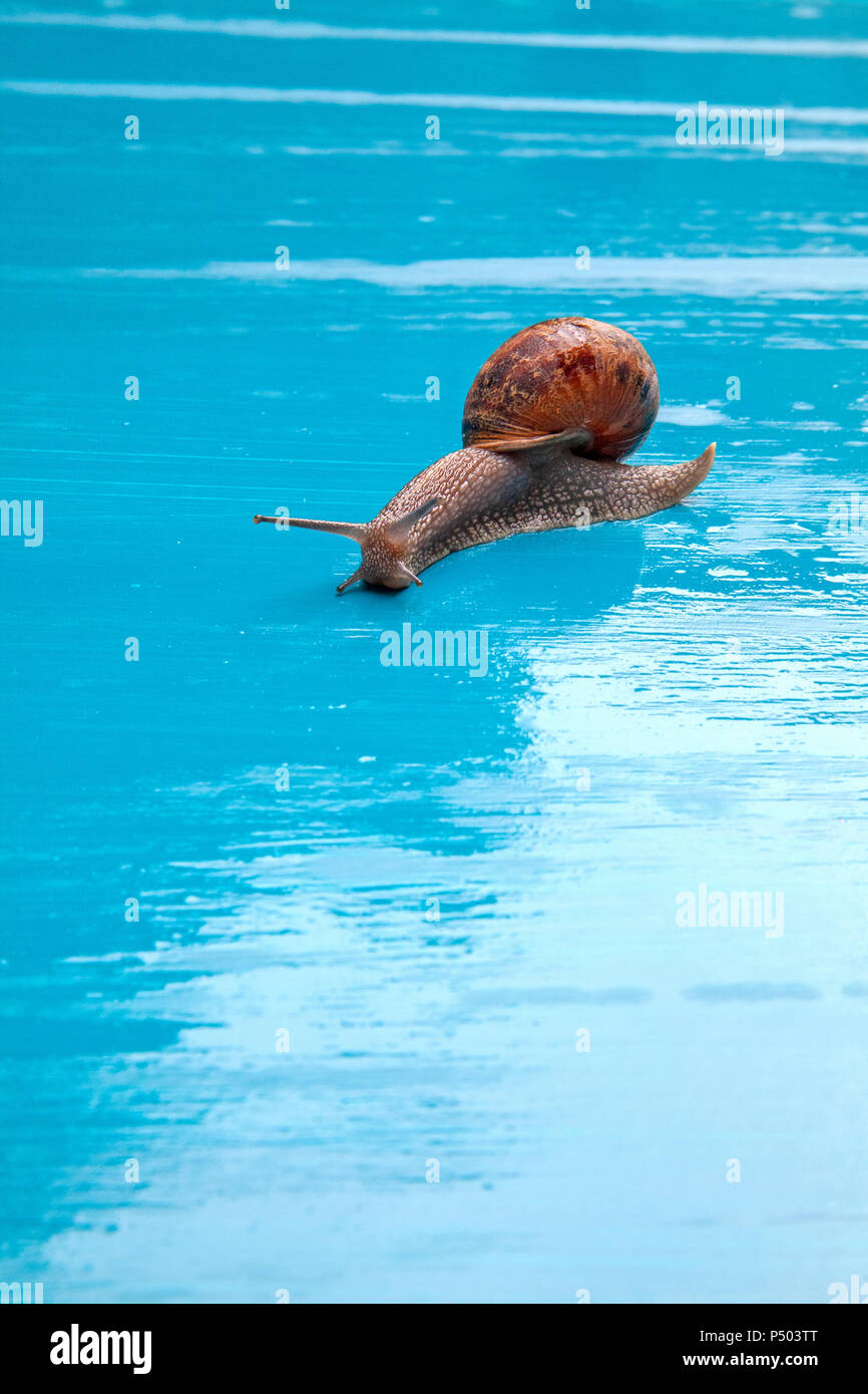 Shell blue hi-res stock photography and images - Alamy