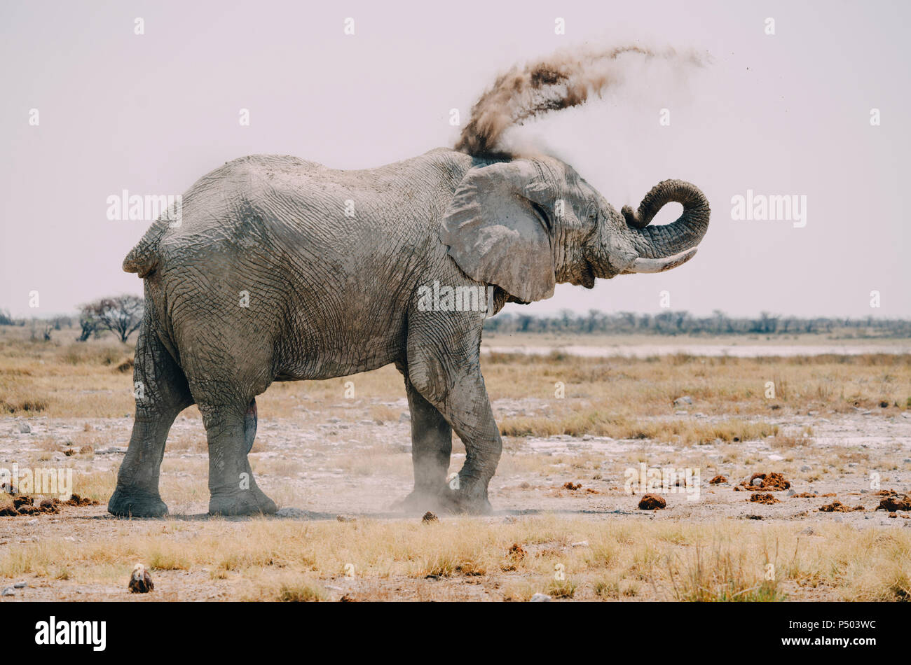 Africa, Namibia, Etosha National Park, elephant, sand bath Stock Photo ...