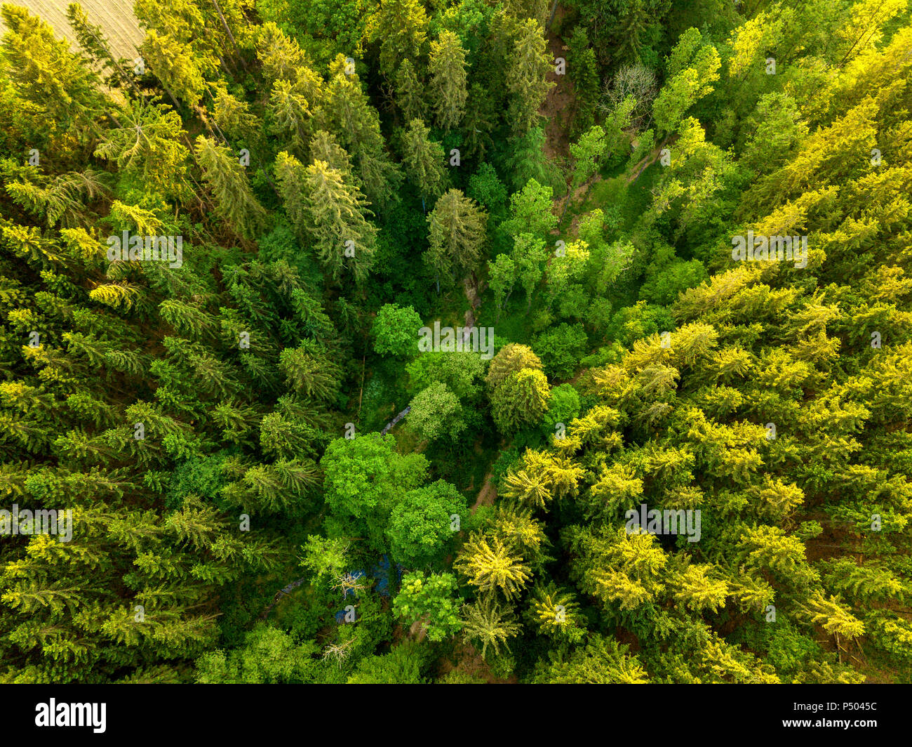 Aerial view woods forests hi-res stock photography and images - Alamy