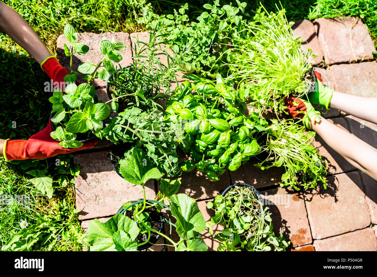 Hands holding potted herbs hi-res stock photography and images - Alamy