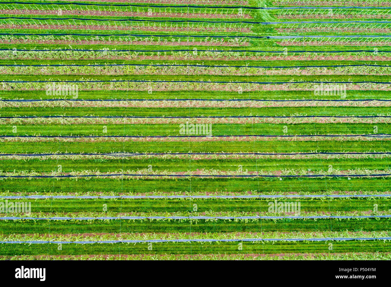 Plantation of trees hi-res stock photography and images - Alamy