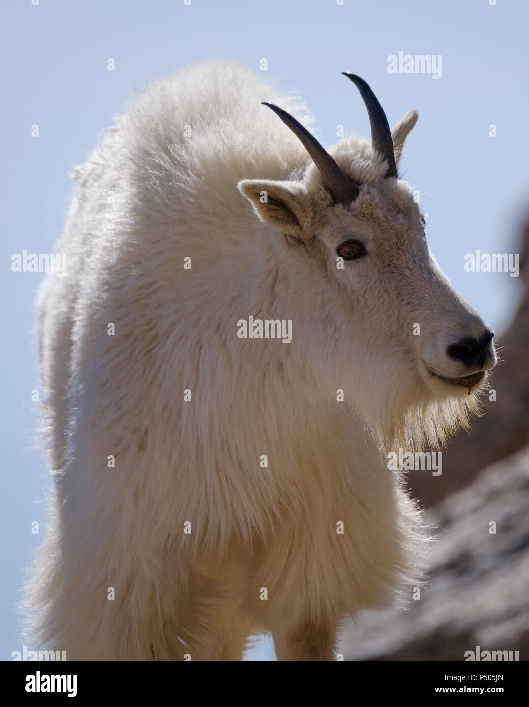 Mt evans wildlife hi-res stock photography and images - Alamy