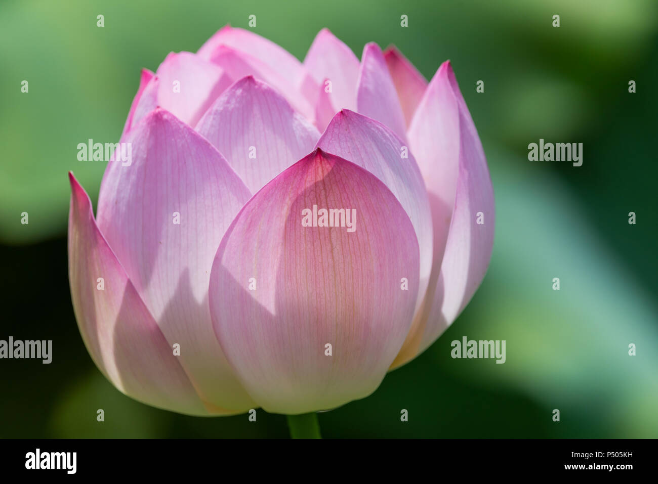Bloom tropical lotus flower petals hi-res stock photography and images ...