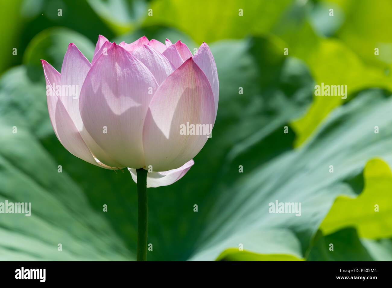 Sacred water lily and aquatic plants and lotus hi-res stock photography ...