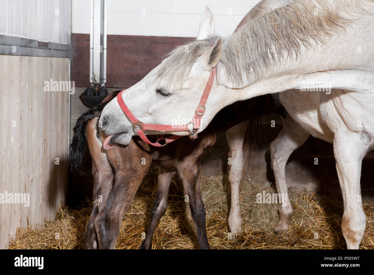 Foal gets up hi-res stock photography and images - Alamy