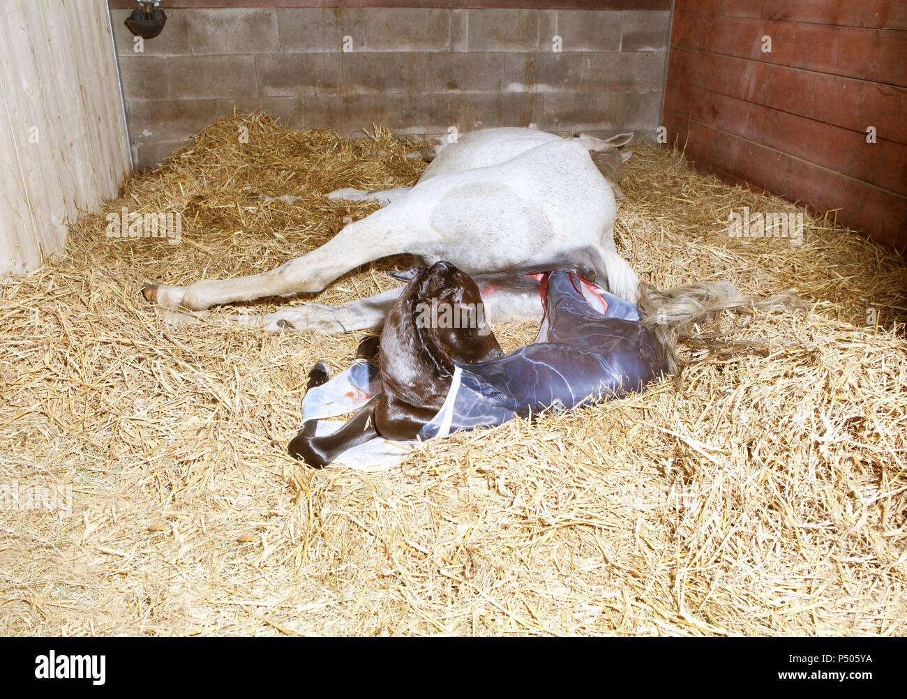 a white mare gave birth to a foal in the stable Stock Photo - Alamy