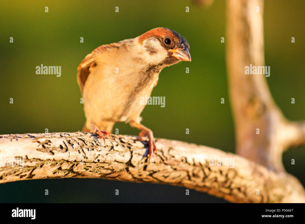 Common_bird hi-res stock photography and images - Alamy