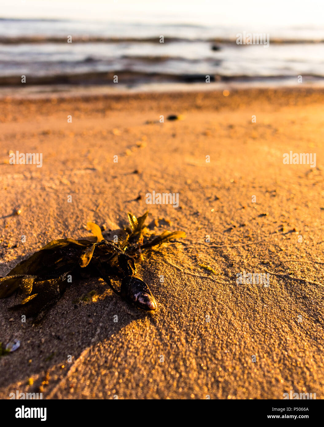 Seaweed shapes hi-res stock photography and images - Alamy