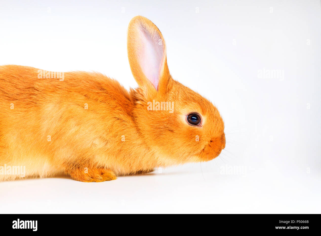 red pretty white rabbit on a white background, children, cute pictures ...