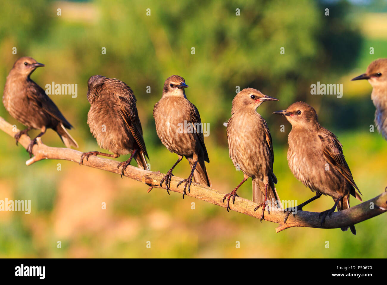 Birds holland exotic bird hi-res stock photography and images - Alamy