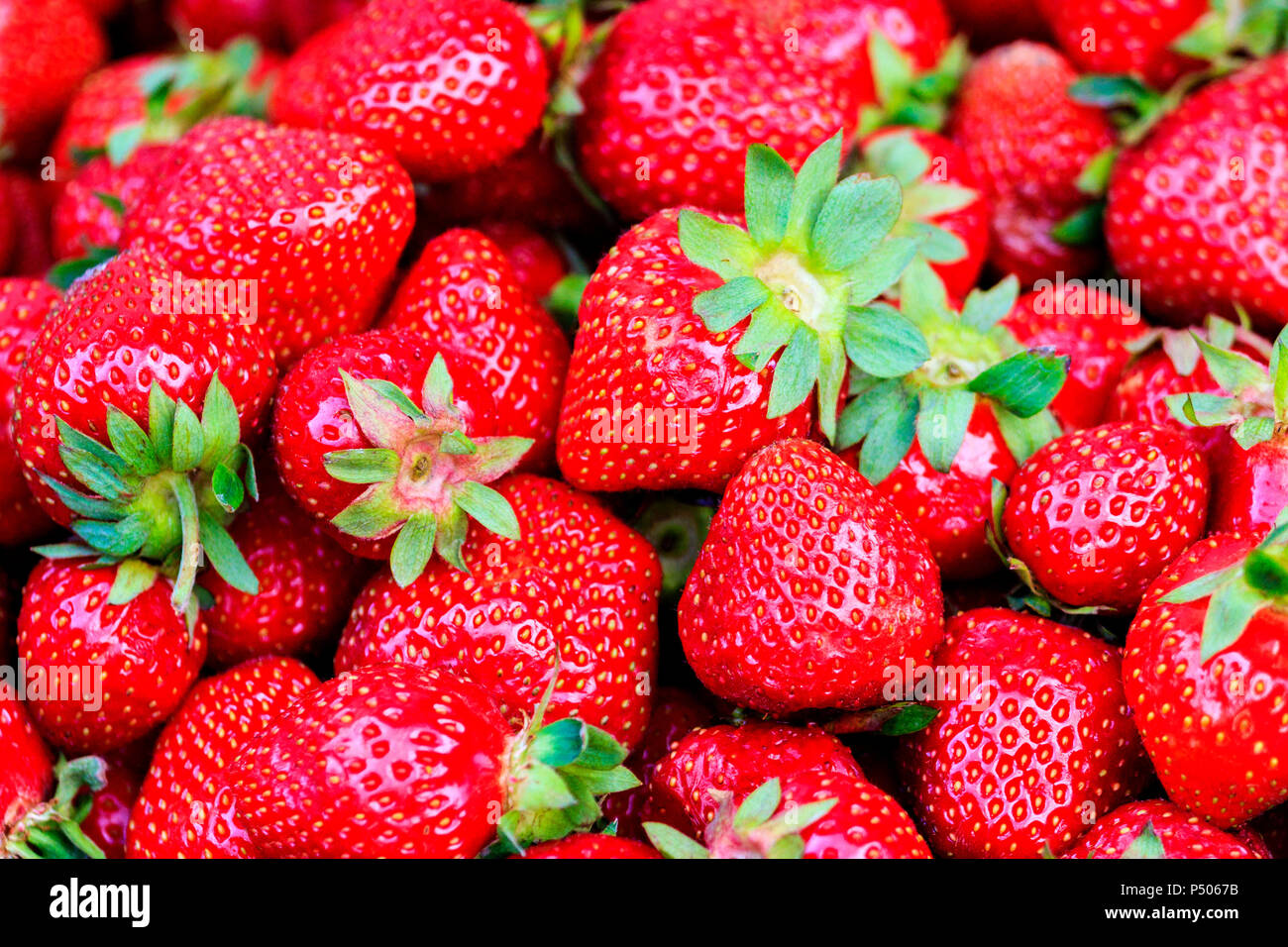 Beautiful Fruits Garden