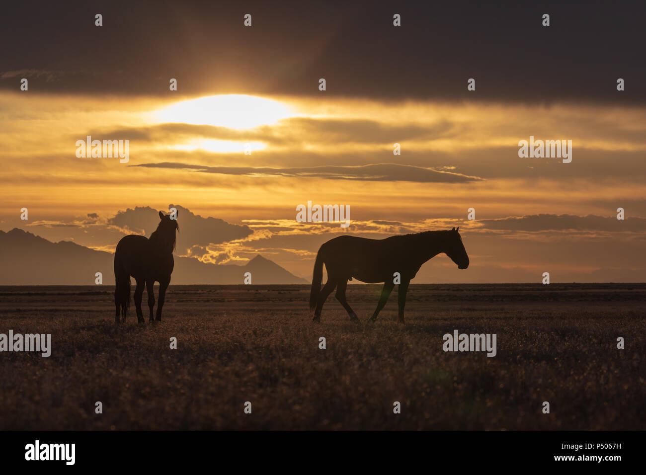Wild Horse Stallions at sunset Stock Photo - Alamy