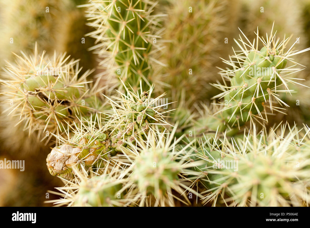 A large cactus with thorns in the wild spiny background close up Stock ...