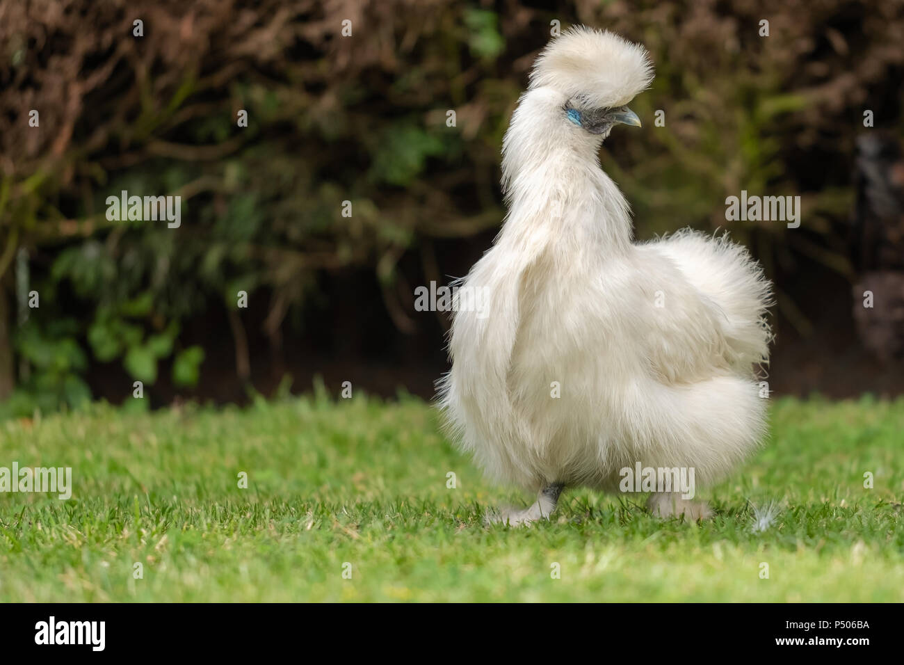 Portrait image of an adult Silkie hen seen posing for the camera in a ...